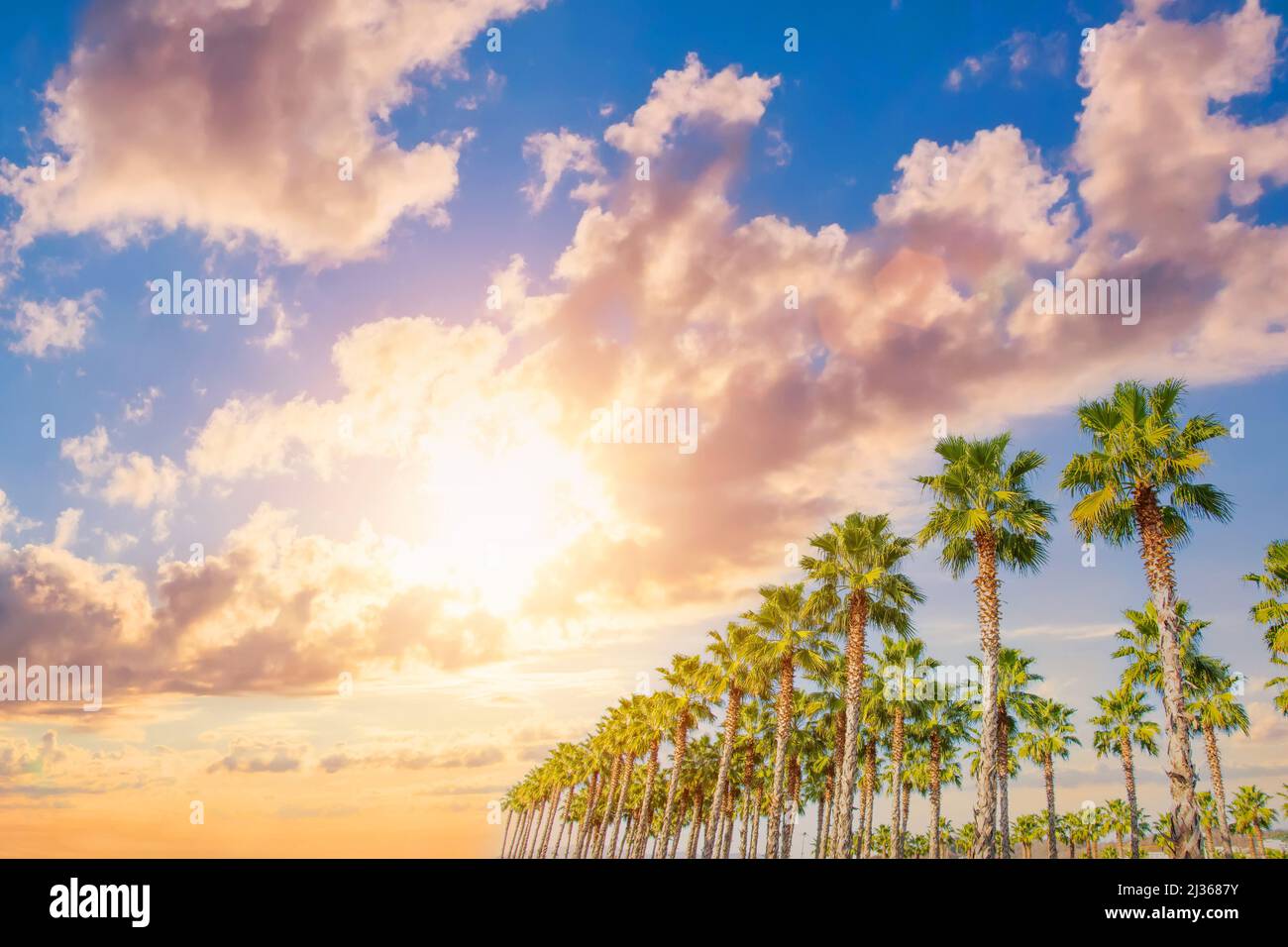 Palm trees at sunset, bright sun in the sky Stock Photo - Alamy