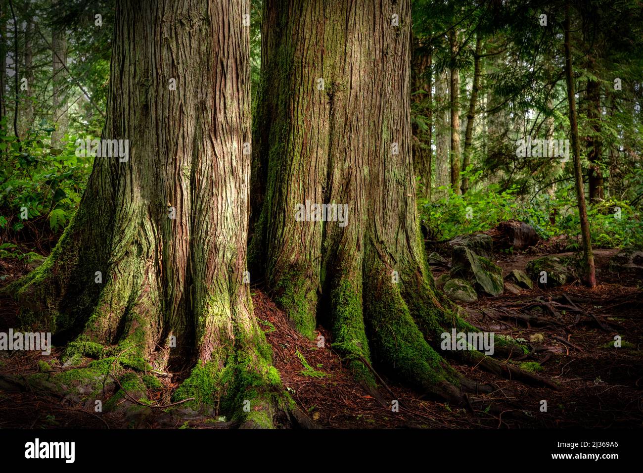 A natural view of huge trees in John Dean Provincial Park, North ...