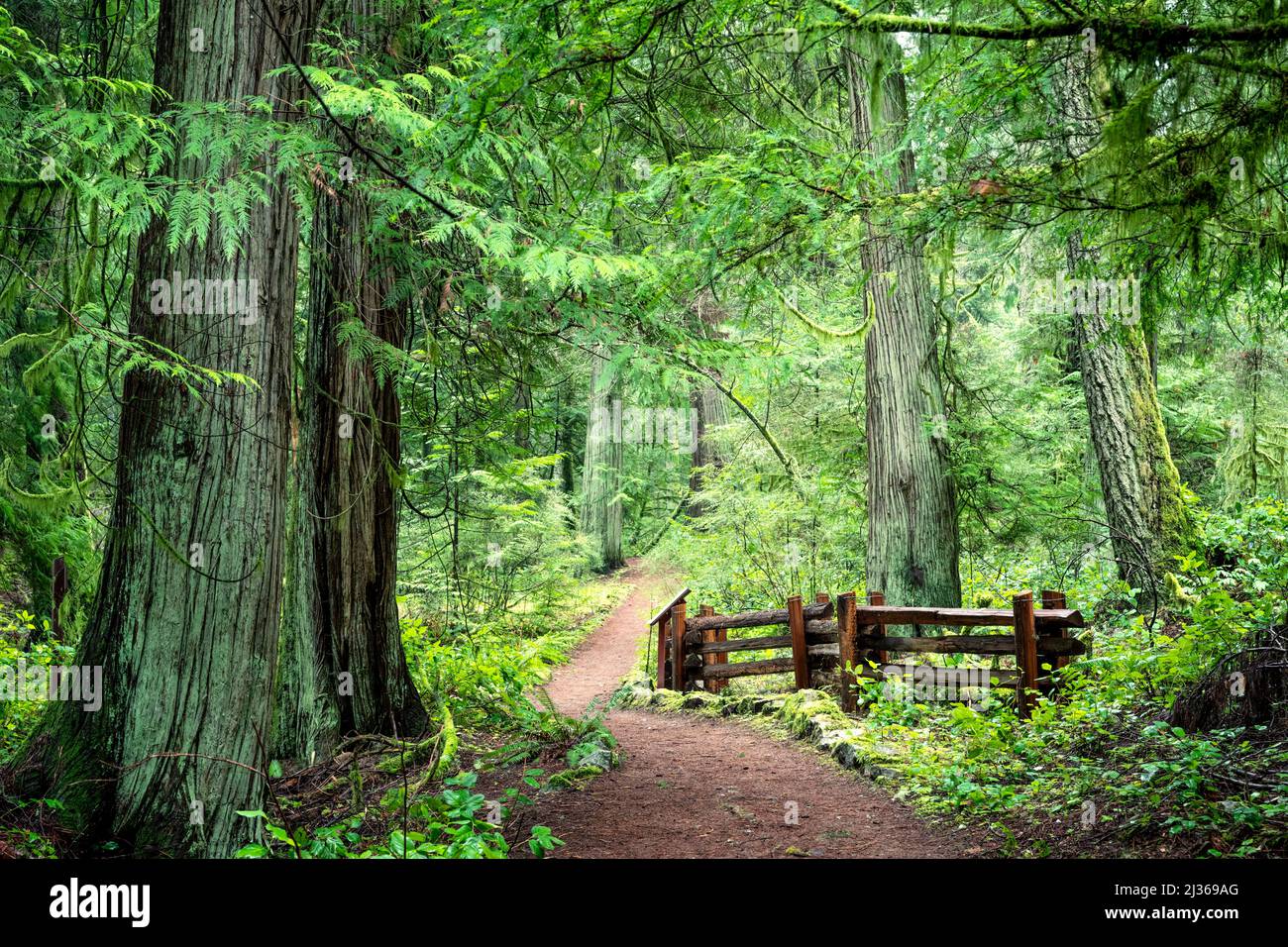 A natural view of huge trees in John Dean Provincial Park, North ...