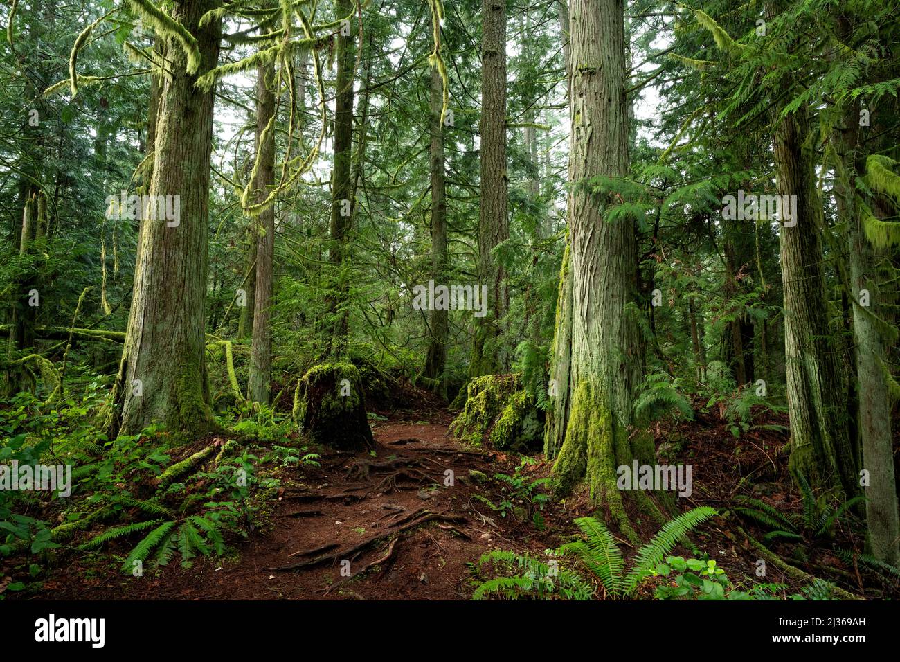 A natural view of huge trees in John Dean Provincial Park, North ...