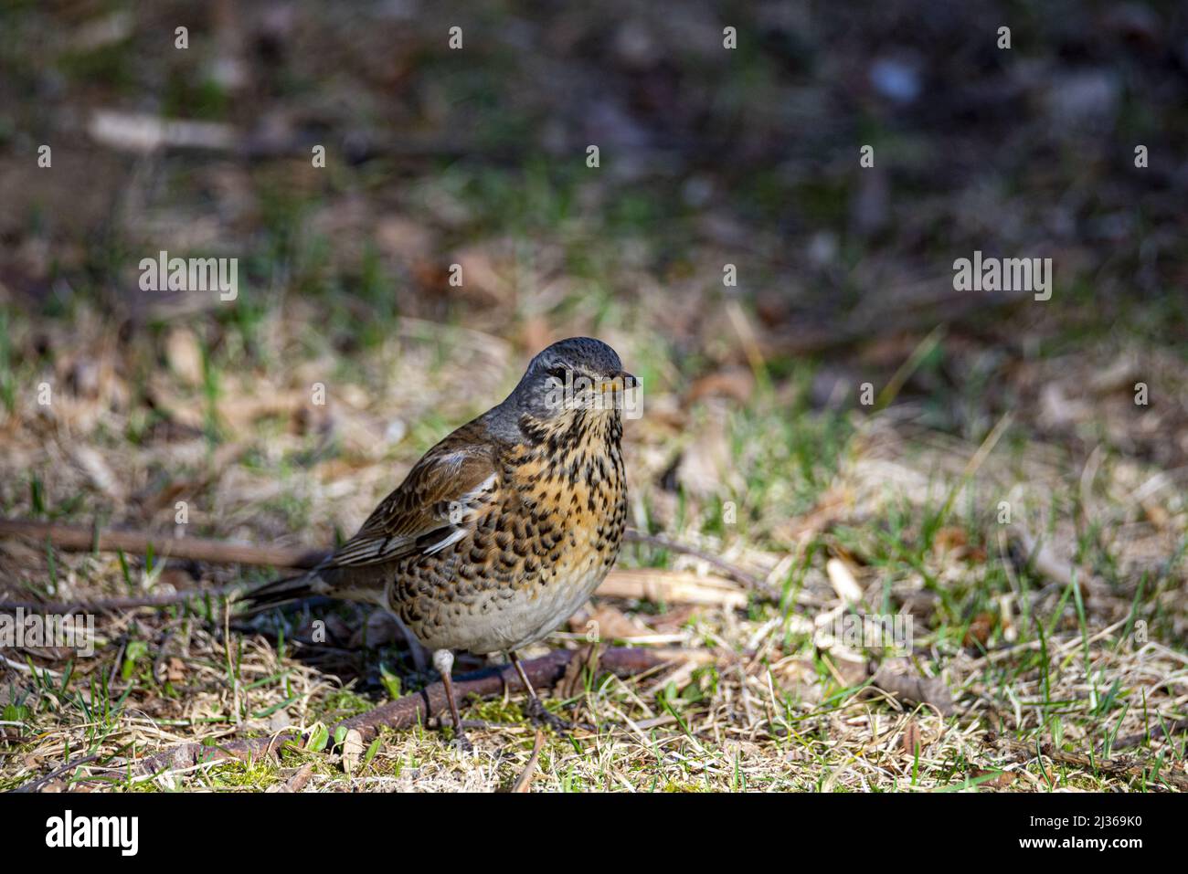 Closeup shot fieldfare bird hi-res stock photography and images - Alamy