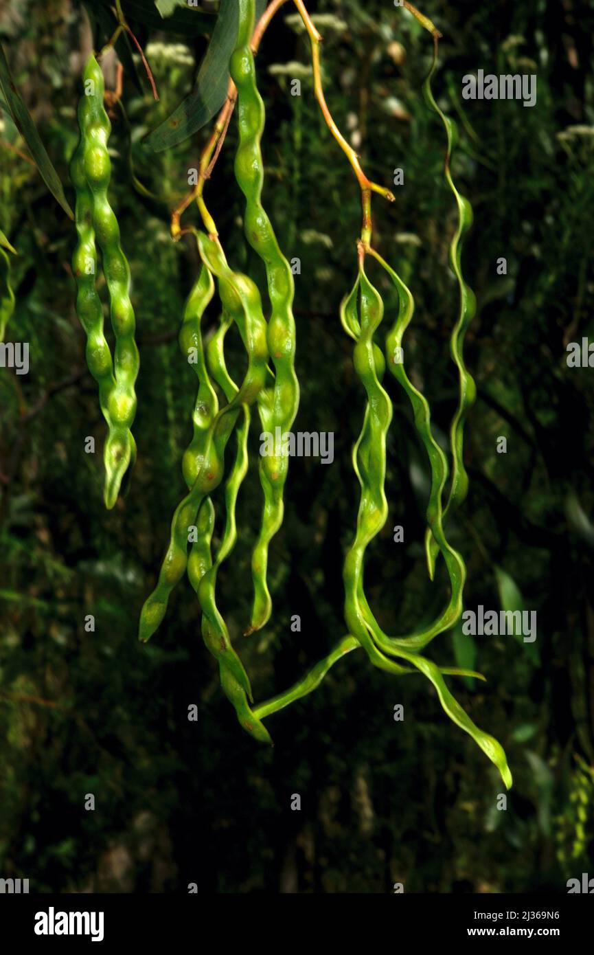 These are the seed pods of a Blackwood Wattle tree (Acacia Melanoxylon ...