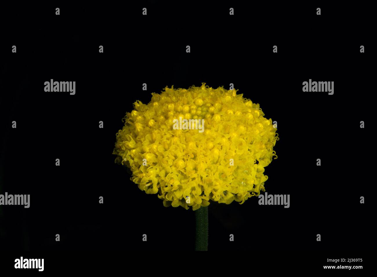 Billy Buttons (Craspedia Glauca) are quite tricky to photograph - just ...