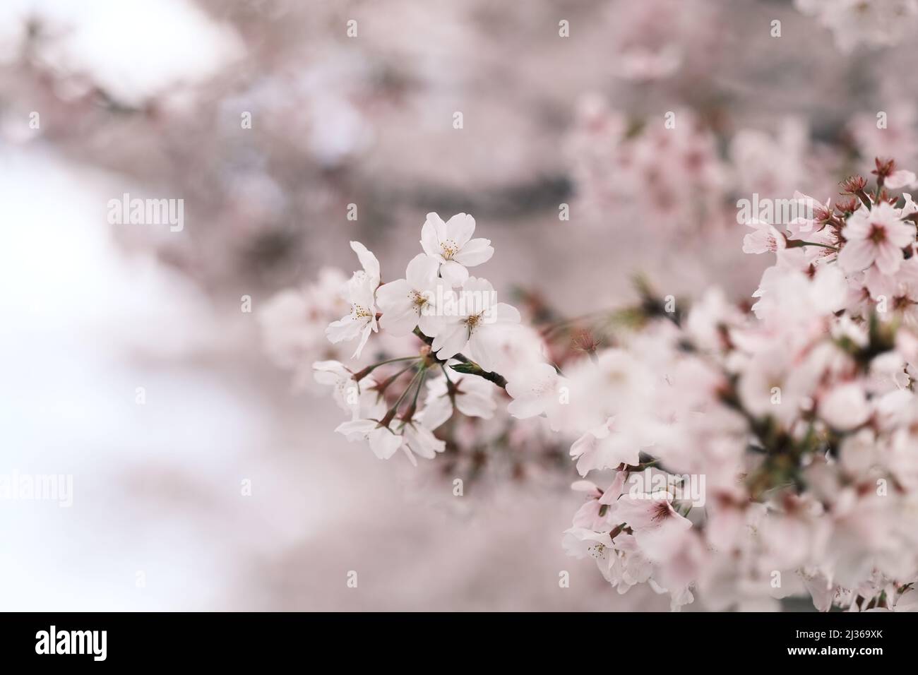 Japanese sakura cherry blossom tree branch Stock Photo - Alamy
