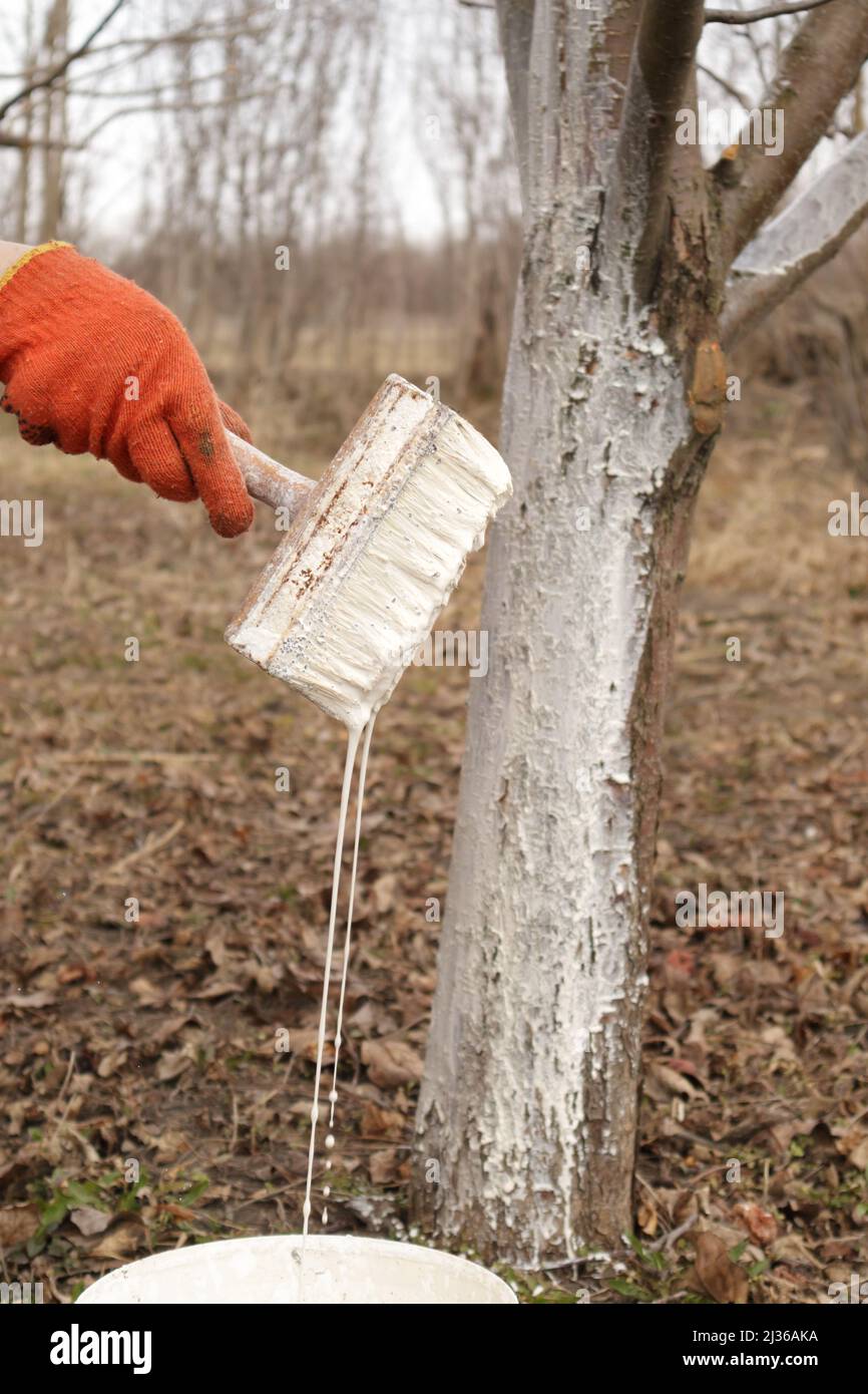 Girl whitewashing a tree trunk in a spring garden. Whitewash of spring ...