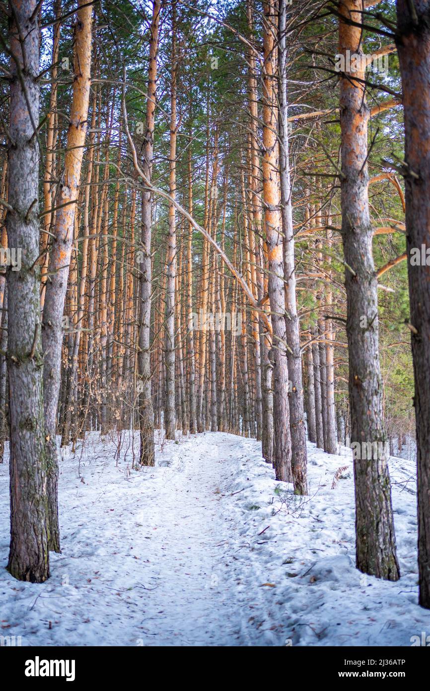 Siberian pine architecture hi-res stock photography and images - Alamy