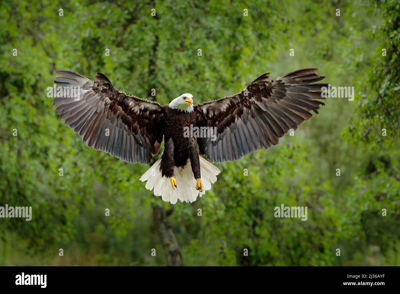 Bald Eagle, Haliaeetus leucocephalus, flying brown bird of prey with ...