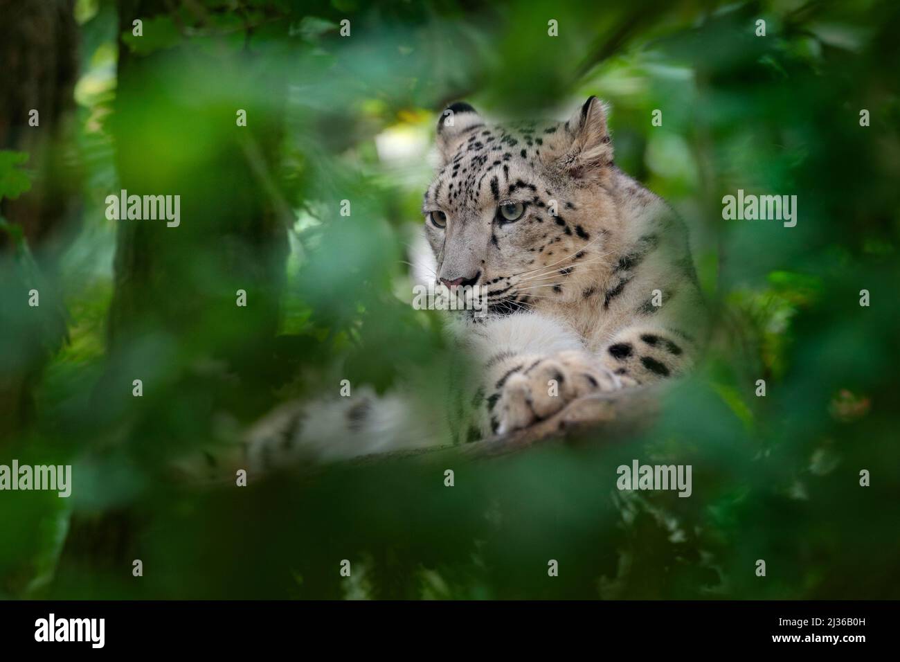 Snowy leopard. Face portrait of snow leopard with green vegation ...