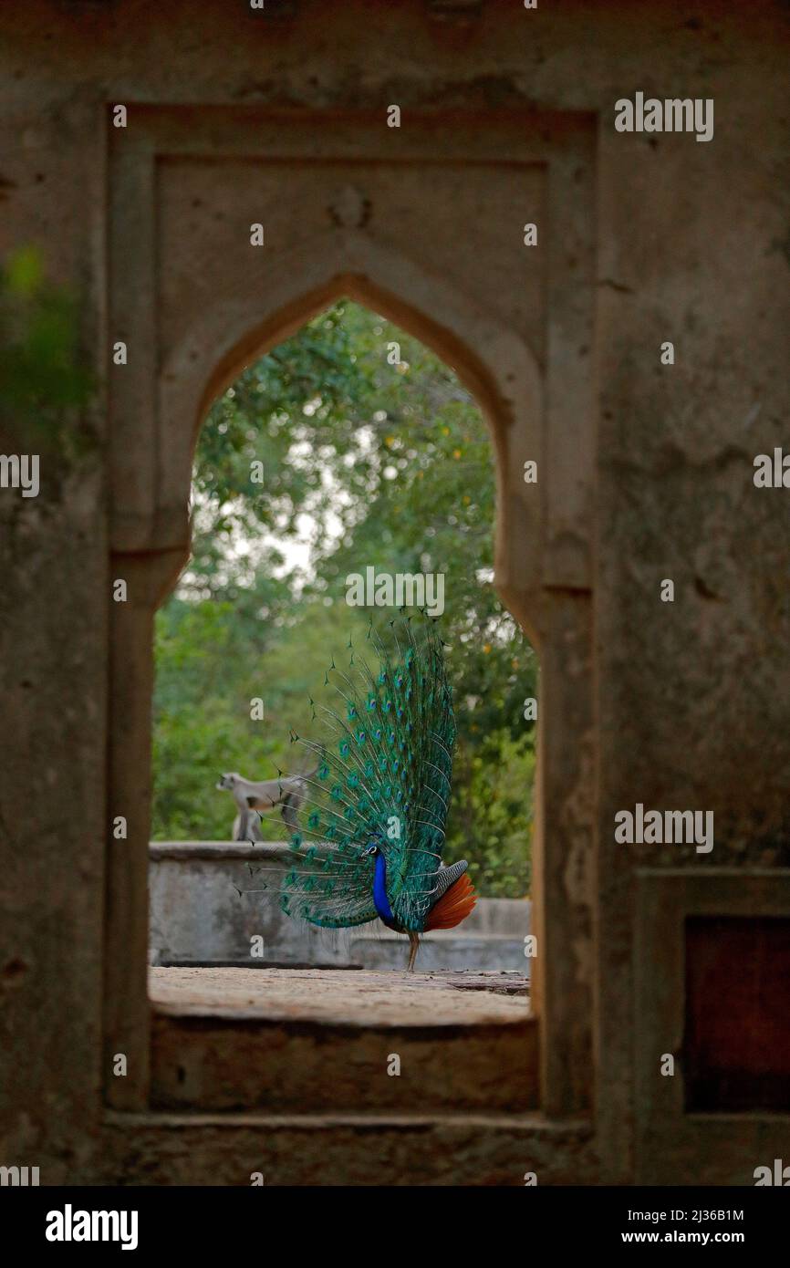 Indian Peafoul, bird displays courtship in stone window, Ratnhamore ...