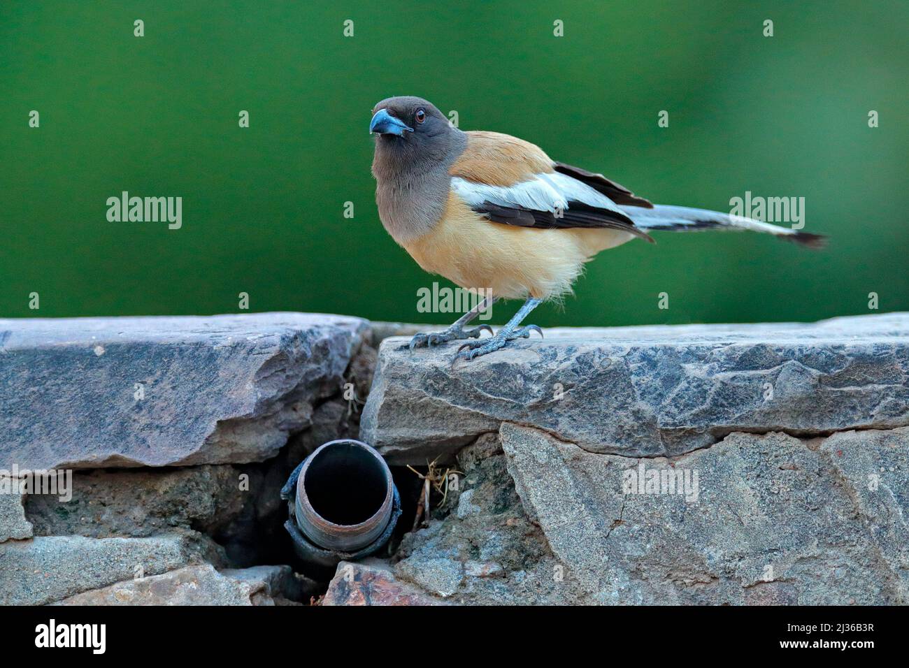 Rufous Treepie, Dendrocitta vagabunda, detail portrait of bird from ...