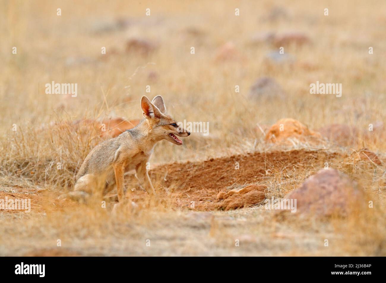 Indian Fox, Bengal Fox, Vulpes bengalensis, Ranthambore National Park ...