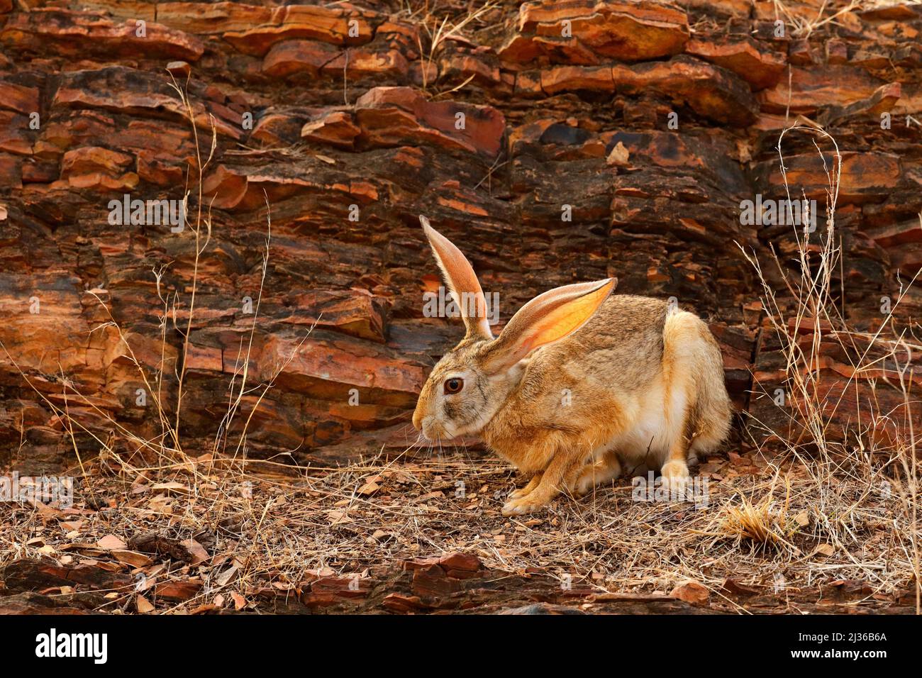 Indian hare, Lepus nigricollis grazing, Ranthambore national park ...