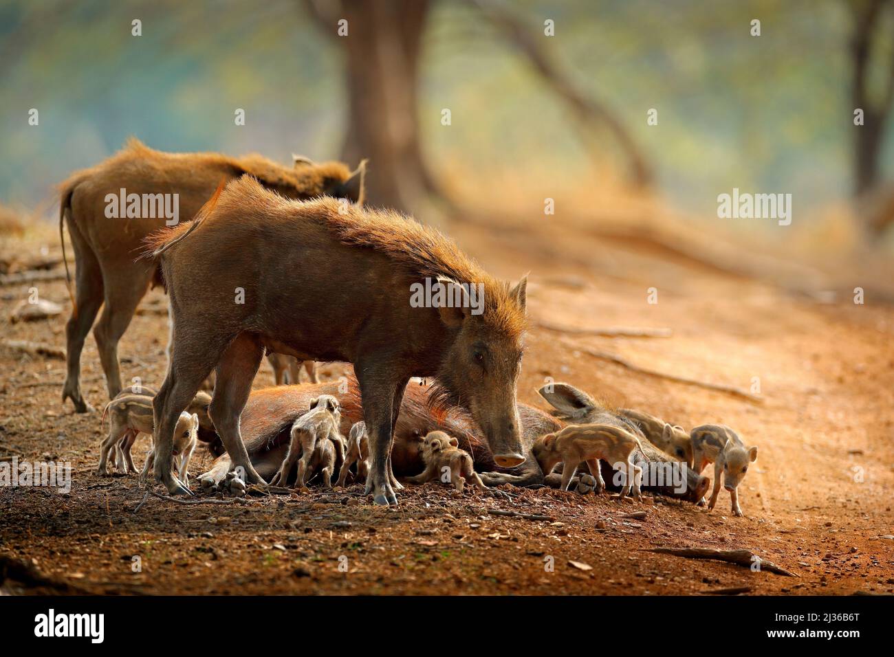 Pig Family, Indian Boar, Ranthambore National Park, India, Asia. Big ...