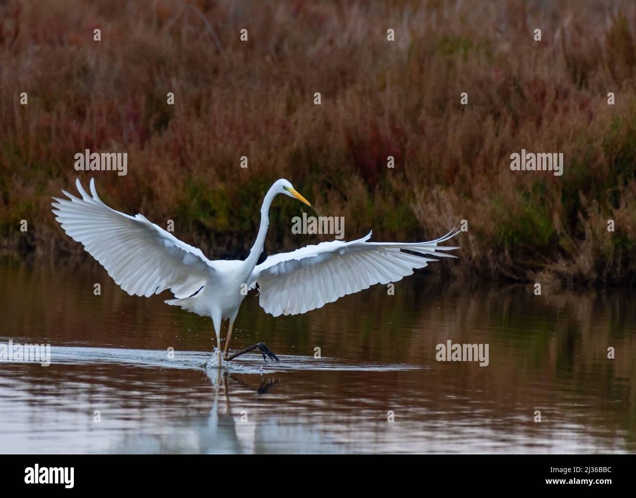 A closeup of Ardea alba modesta flying above lake Stock Photo - Alamy
