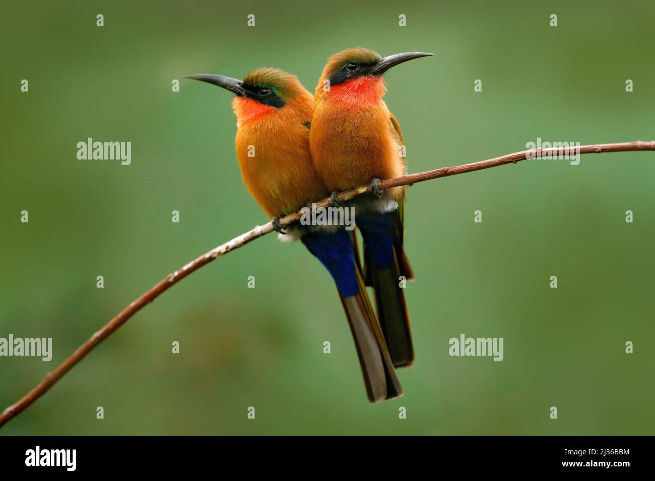 Red-throated bee-eater, Merops bulocki, Benin, Cameroon, Congo ...