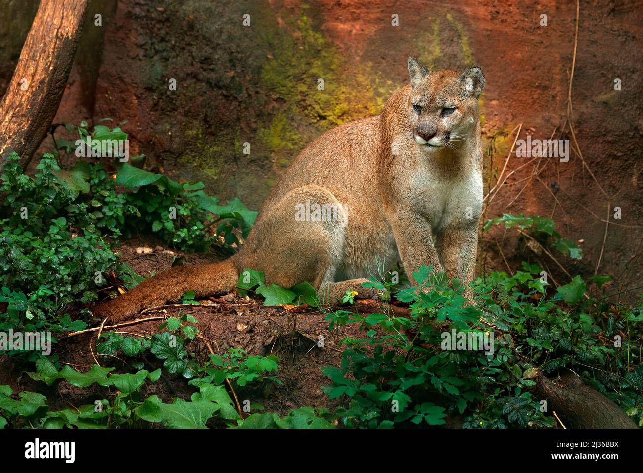 Puma concolor, known as the mountain lion, puma, panther. in green ...