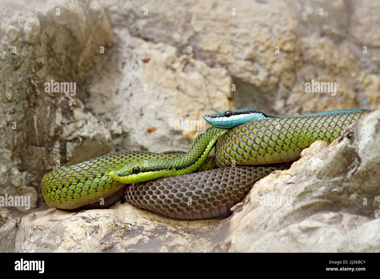 Barons green racer snake hi-res stock photography and images - Alamy