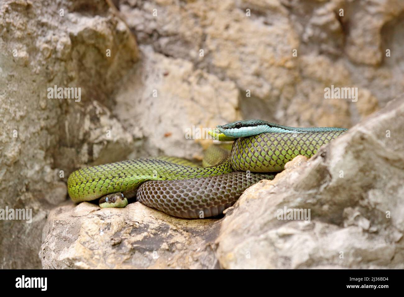 Philodryas baroni, Baron's green racer, stone near river habitat ...