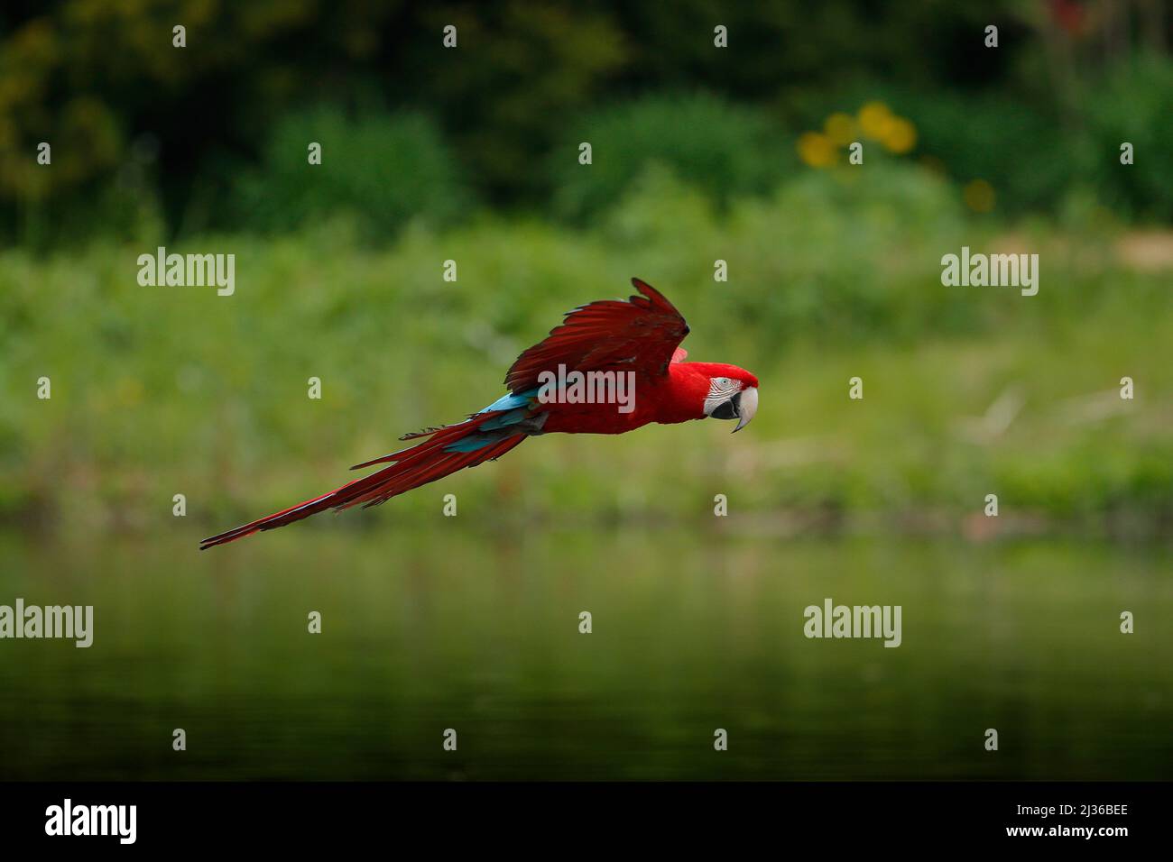 Scarlet Macaw, Ara macao, flight above forest river. Costa Rica ...