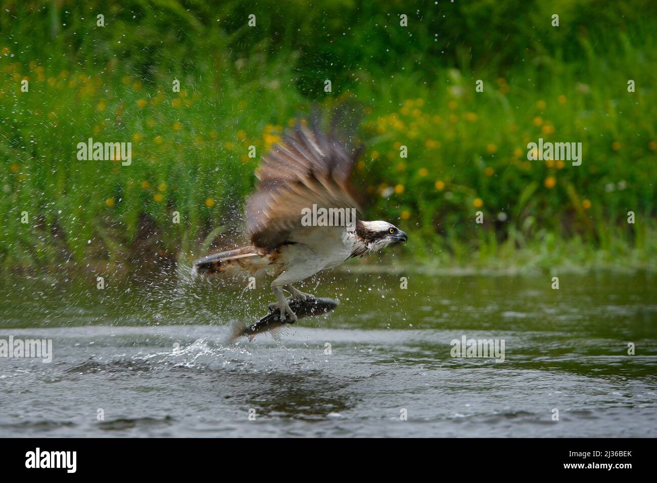 Osprey catching fish. Flying osprey with fish. Action scene with osprey ...