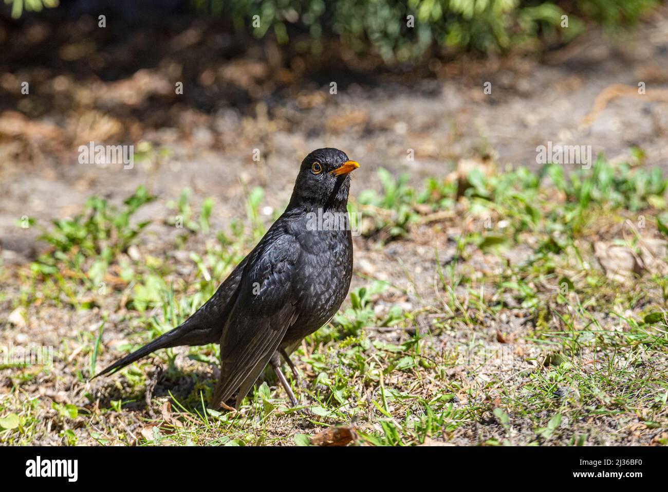 Blackbird on soil hi-res stock photography and images - Alamy
