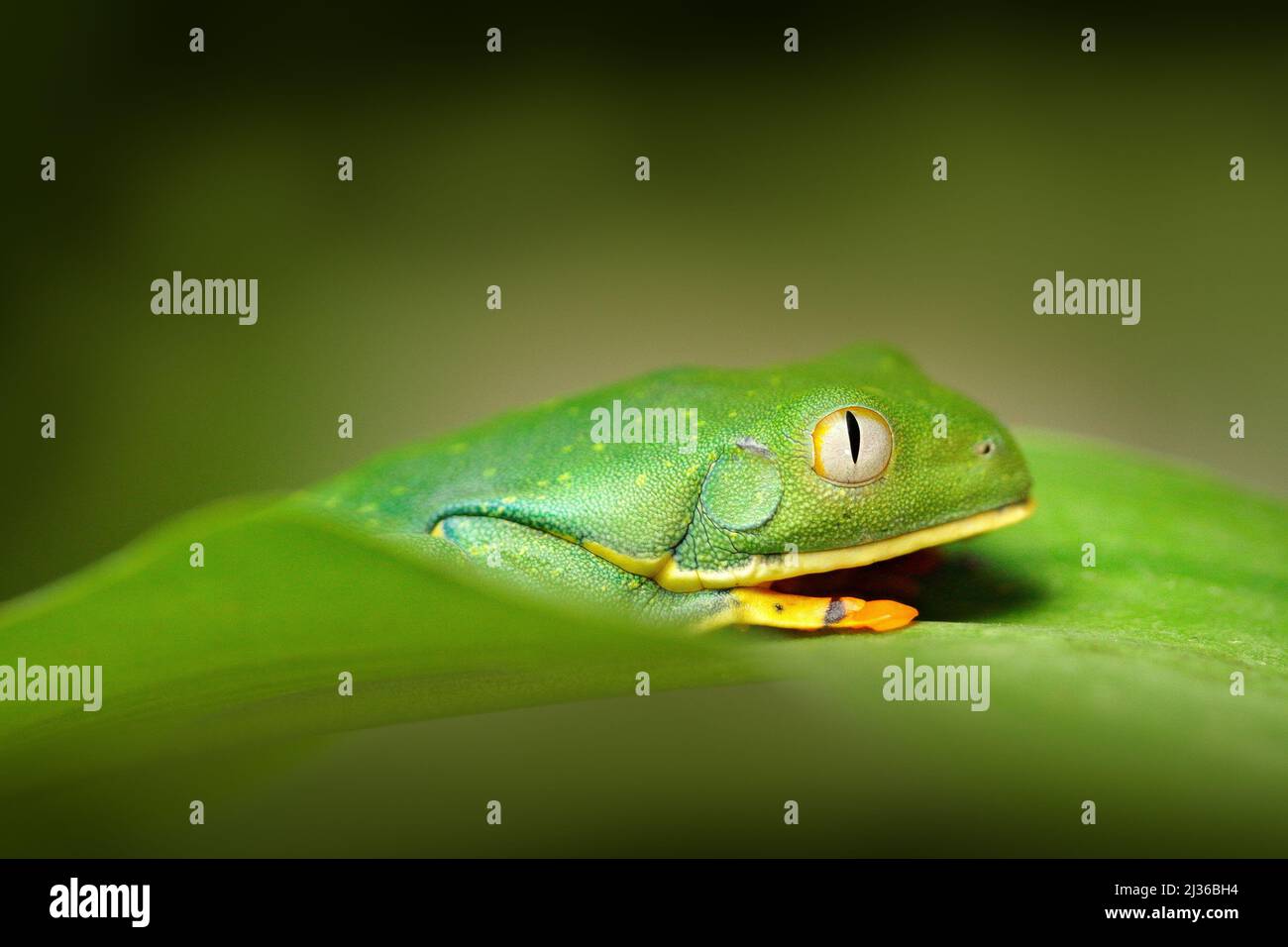 Golden-eyed leaf frog, Cruziohyla calcarifer, Green frog on the leave ...