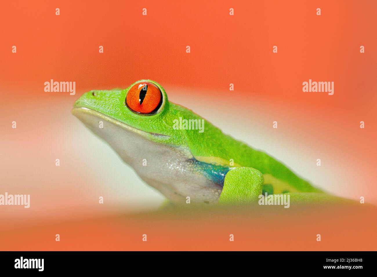 Red Eyed Tree Frog In Its Habitat