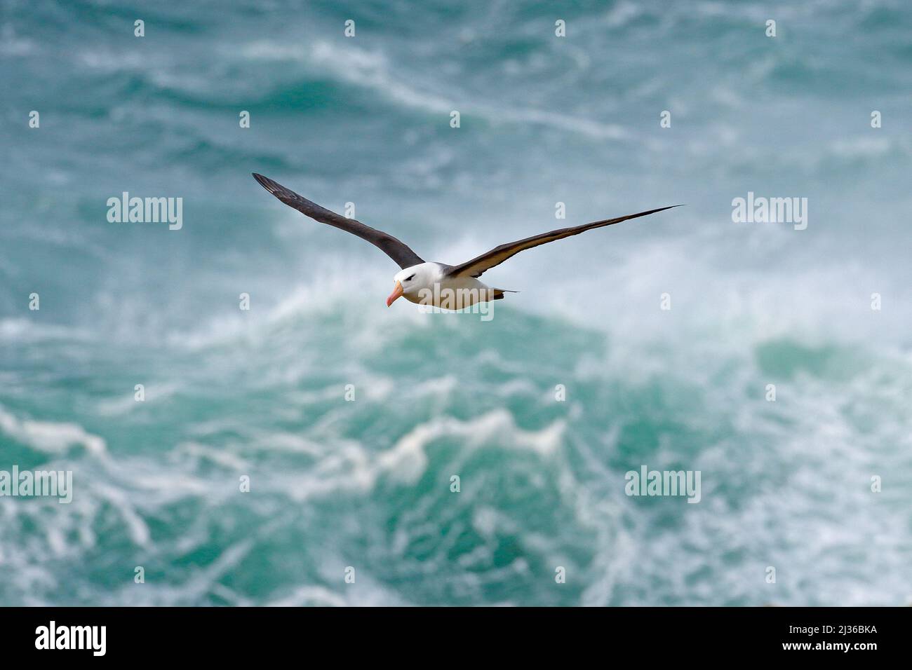 Albatross in fly with sea wave in the background. Black-browed ...