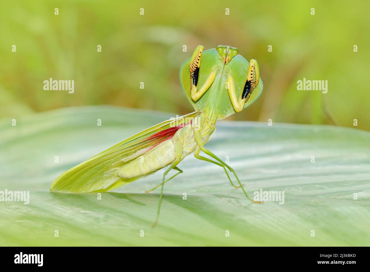 Choeradodis rhombicollis hi-res stock photography and images - Alamy