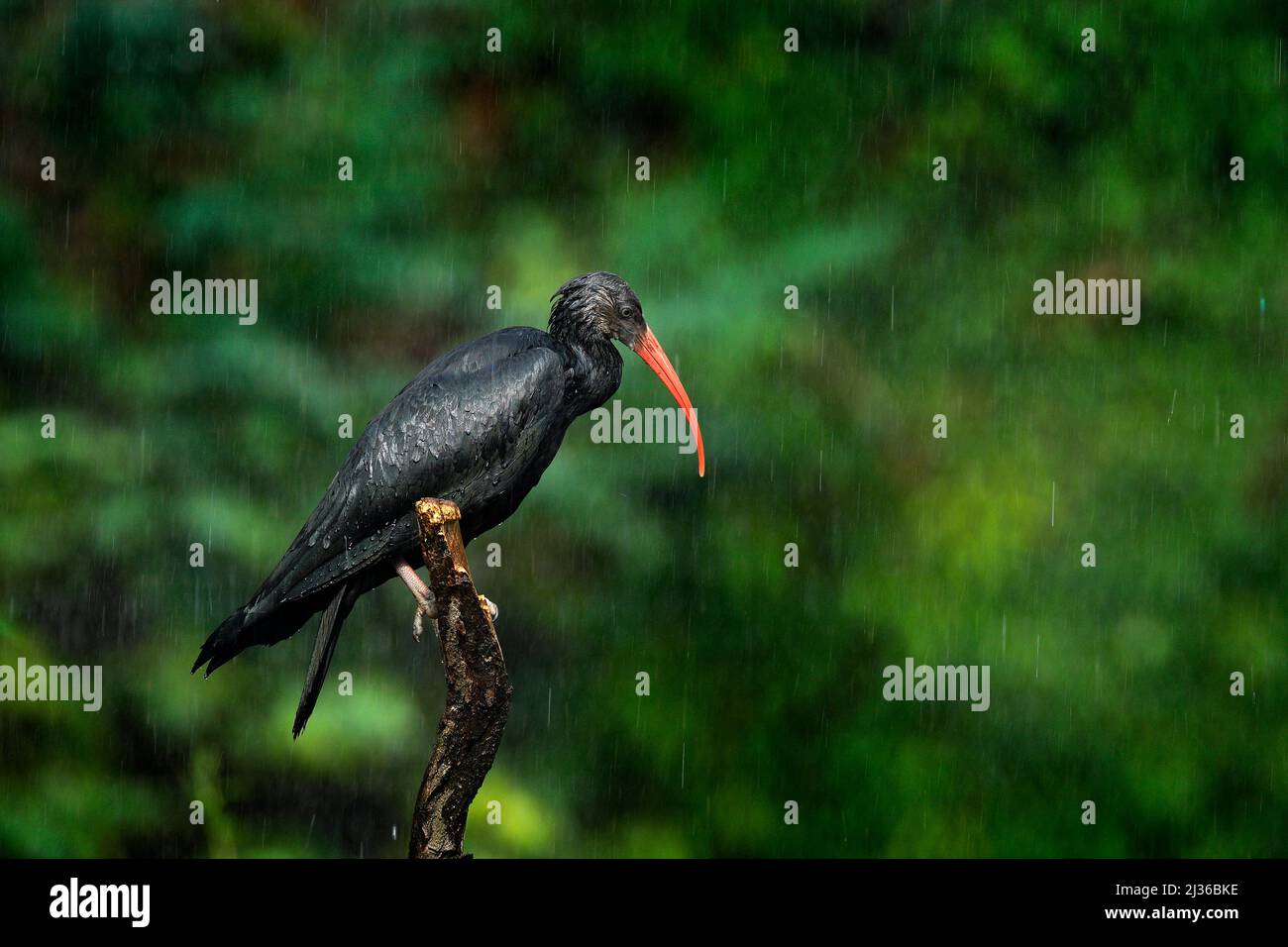 Northern Bald Ibis Geronticus eremita, exotic bird in the nature ...