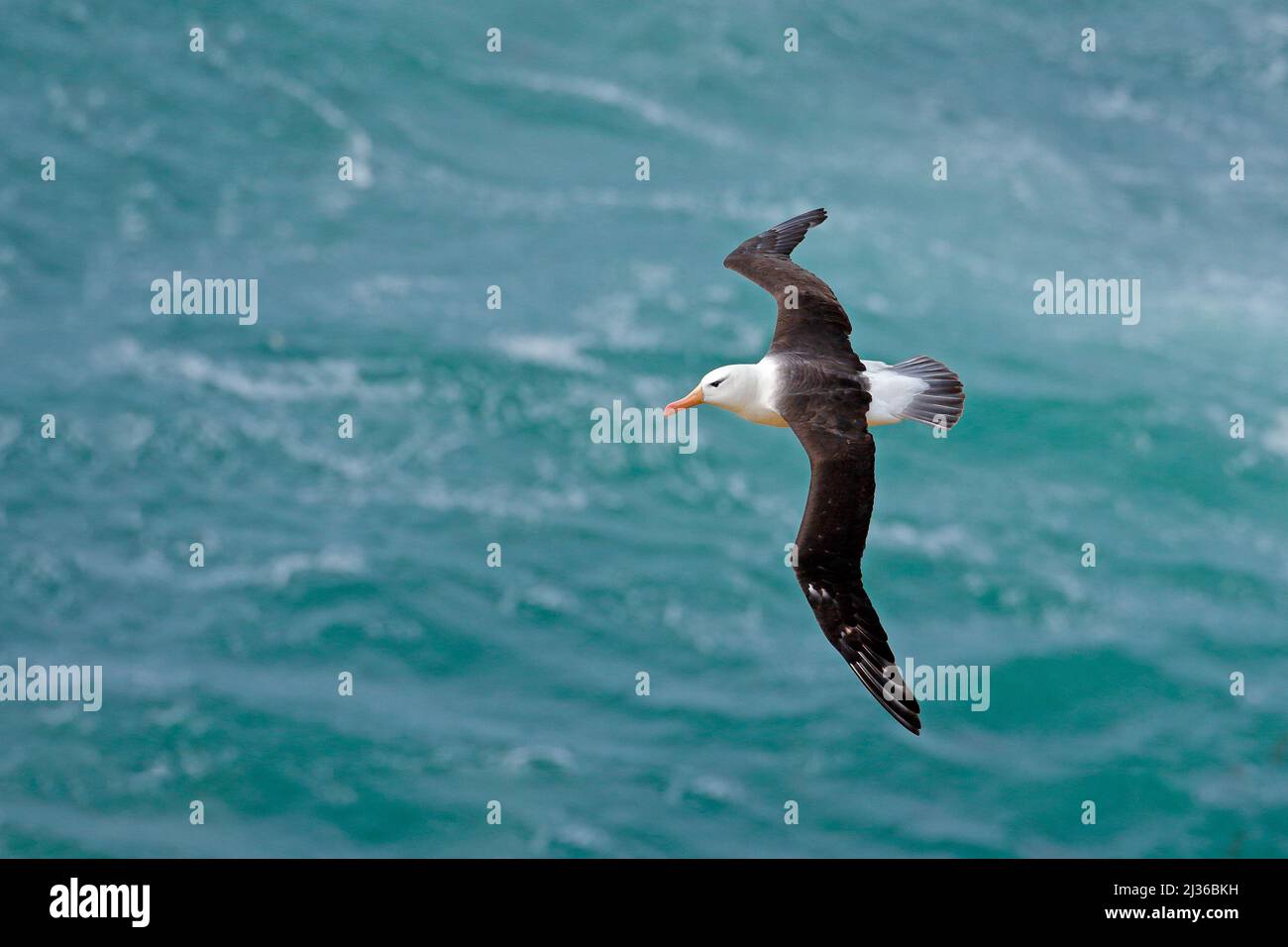 Albatross in fly with sea wave in the background. Black-browed ...