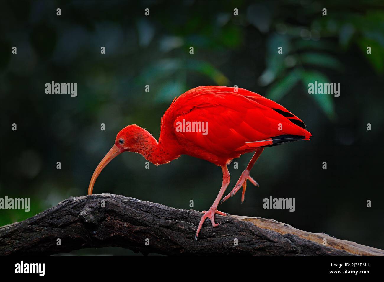 Scarlet Ibis, Eudocimus ruber, exotic bird in the nature habitat, bird ...