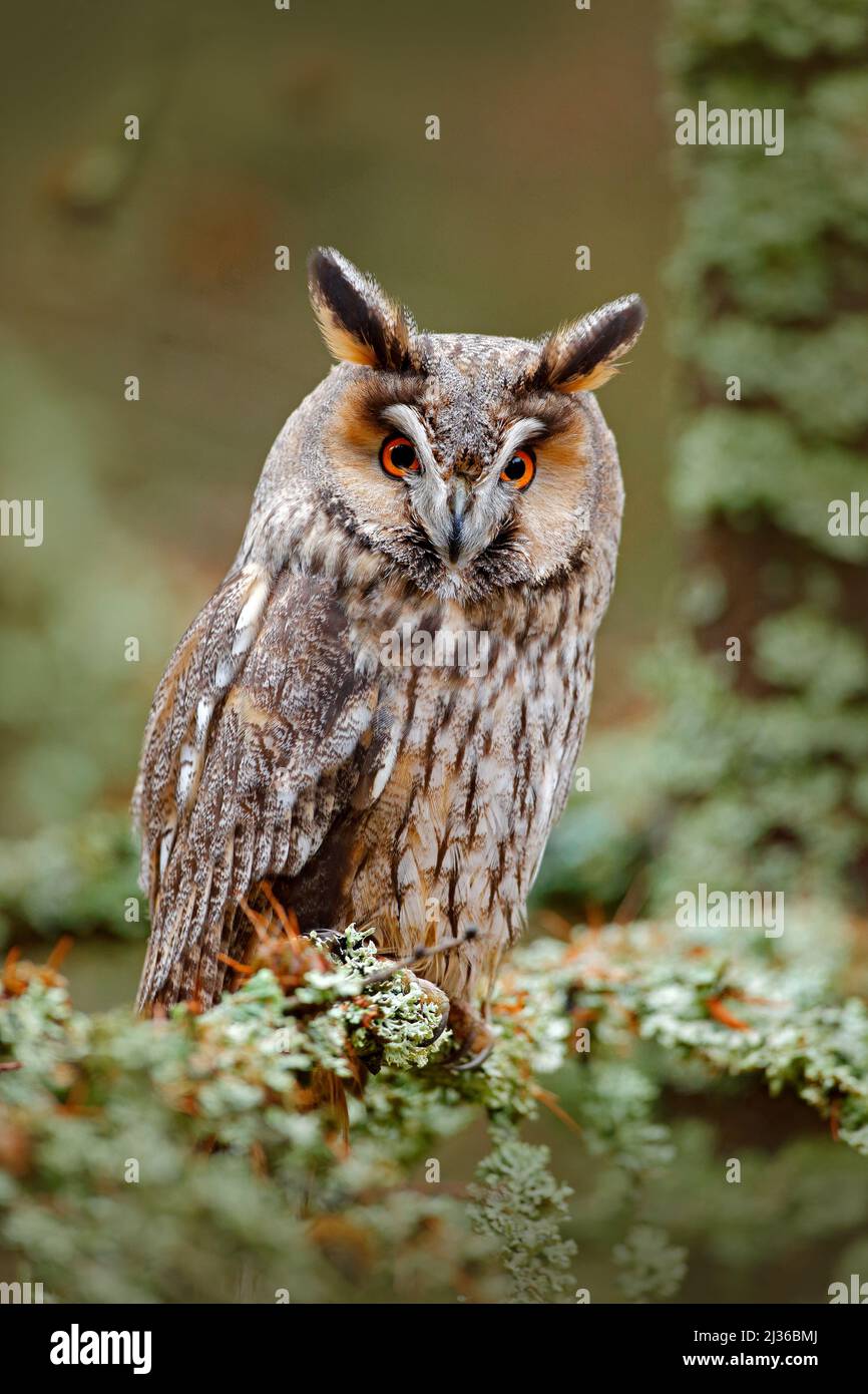 Long-eared Owl sitting on the branch in the fallen larch forest during ...