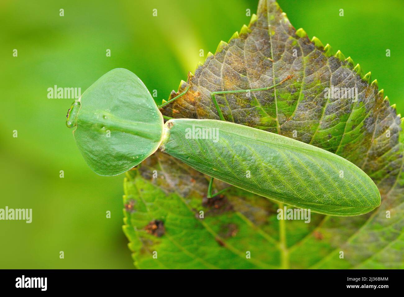 Leaf mantis choeradodis species hi-res stock photography and images - Alamy