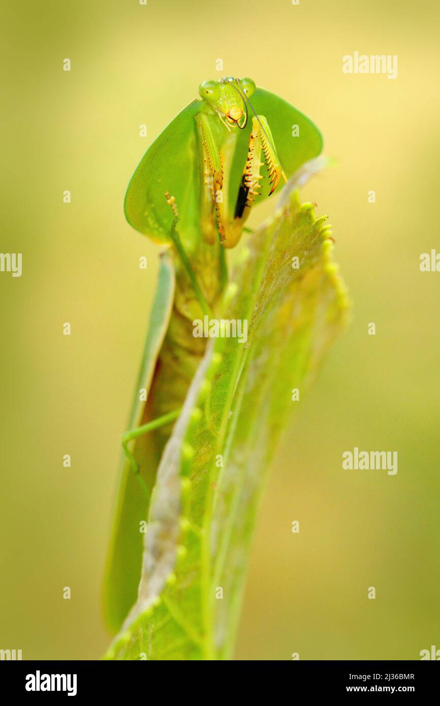 Leaf Mantid, Choeradodis rhombicollis, insect from Ecuador. Beautiful ...