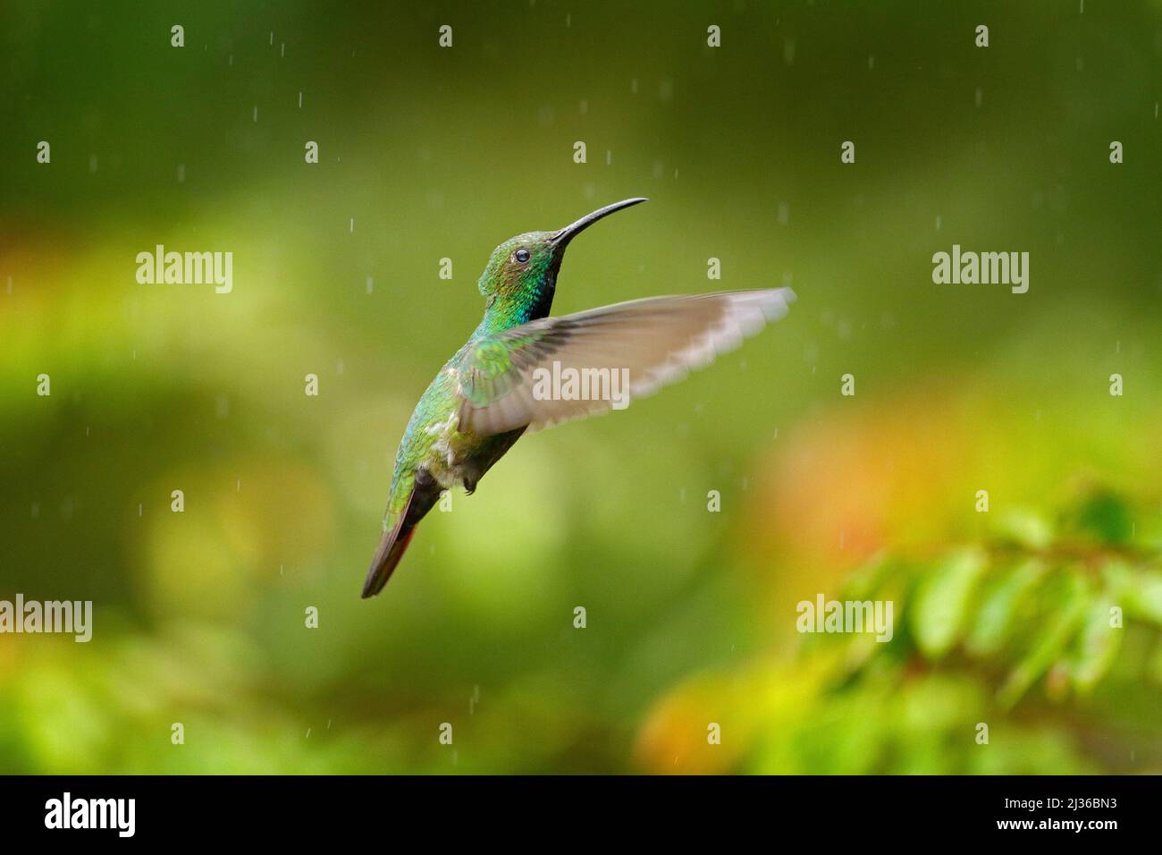 Green-breasted Mango fly, pink flower. Wild tropic bird in nature ...