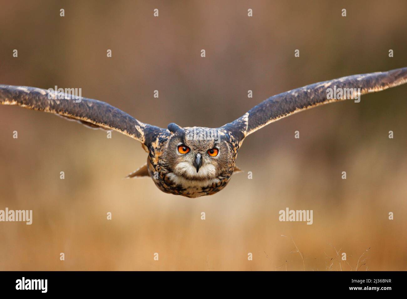 Flying bird with open wings hi-res stock photography and images - Alamy