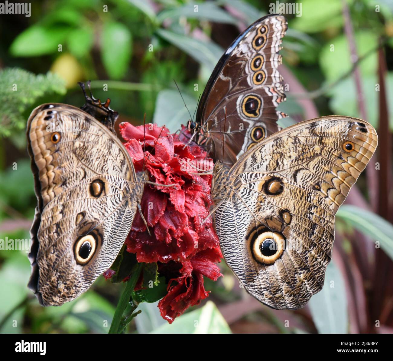 Jumping tamarins hi-res stock photography and images - Alamy