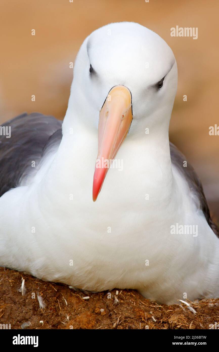 Bird portrait. Albatross sitting on the cliff. Albatross from Falkland ...