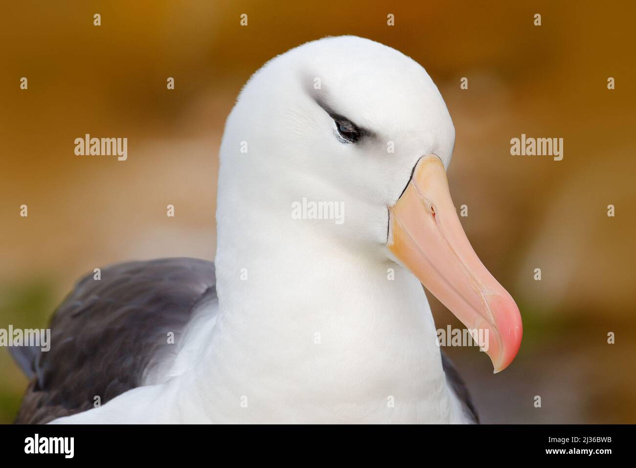 Detail of albatross. Bird portrait. Albatross sitting on the cliff ...