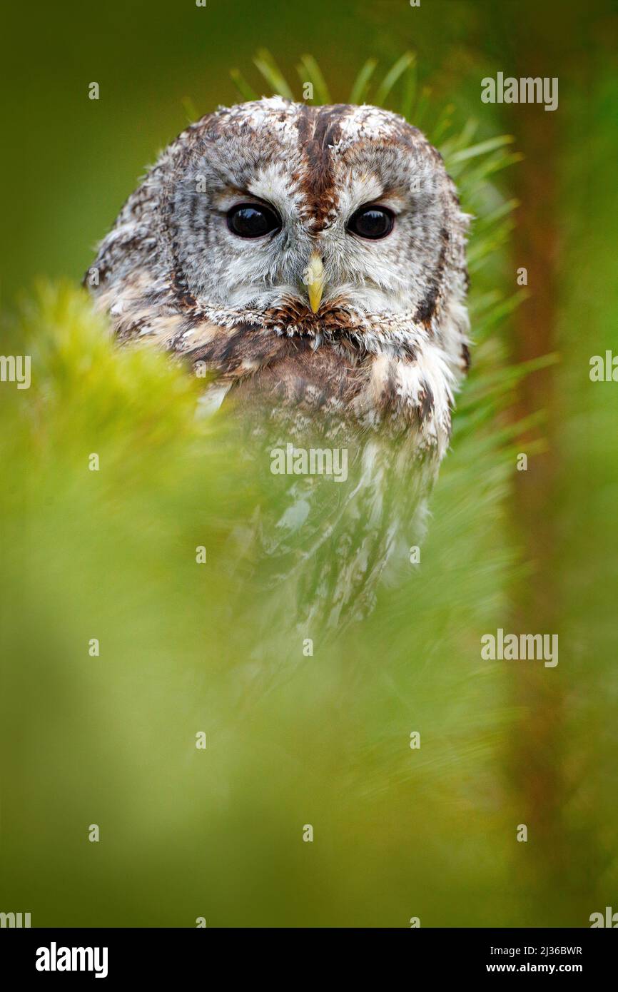 Tawny owl hidden in the forest. Brown owl sitting on tree stump in the ...
