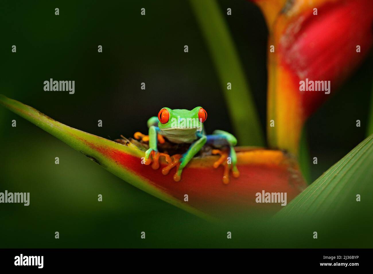 Red-eyed Tree Frog, Agalychnis callidryas, animal with big red eyes, in ...