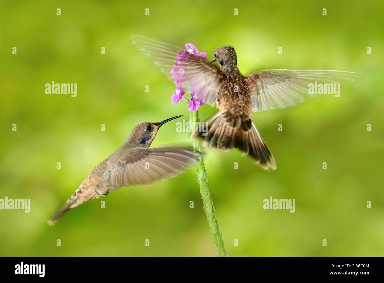 Two bird with pink flower. Hummingbird Brown Violet-ear, Colibri ...