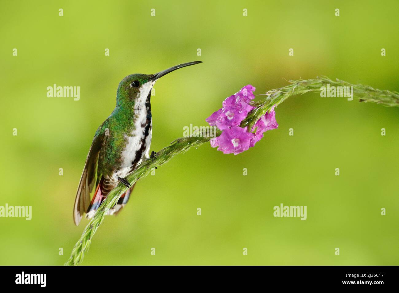 Hummingbird Green-breasted Mango sitting on pink flower. Wild tropic ...