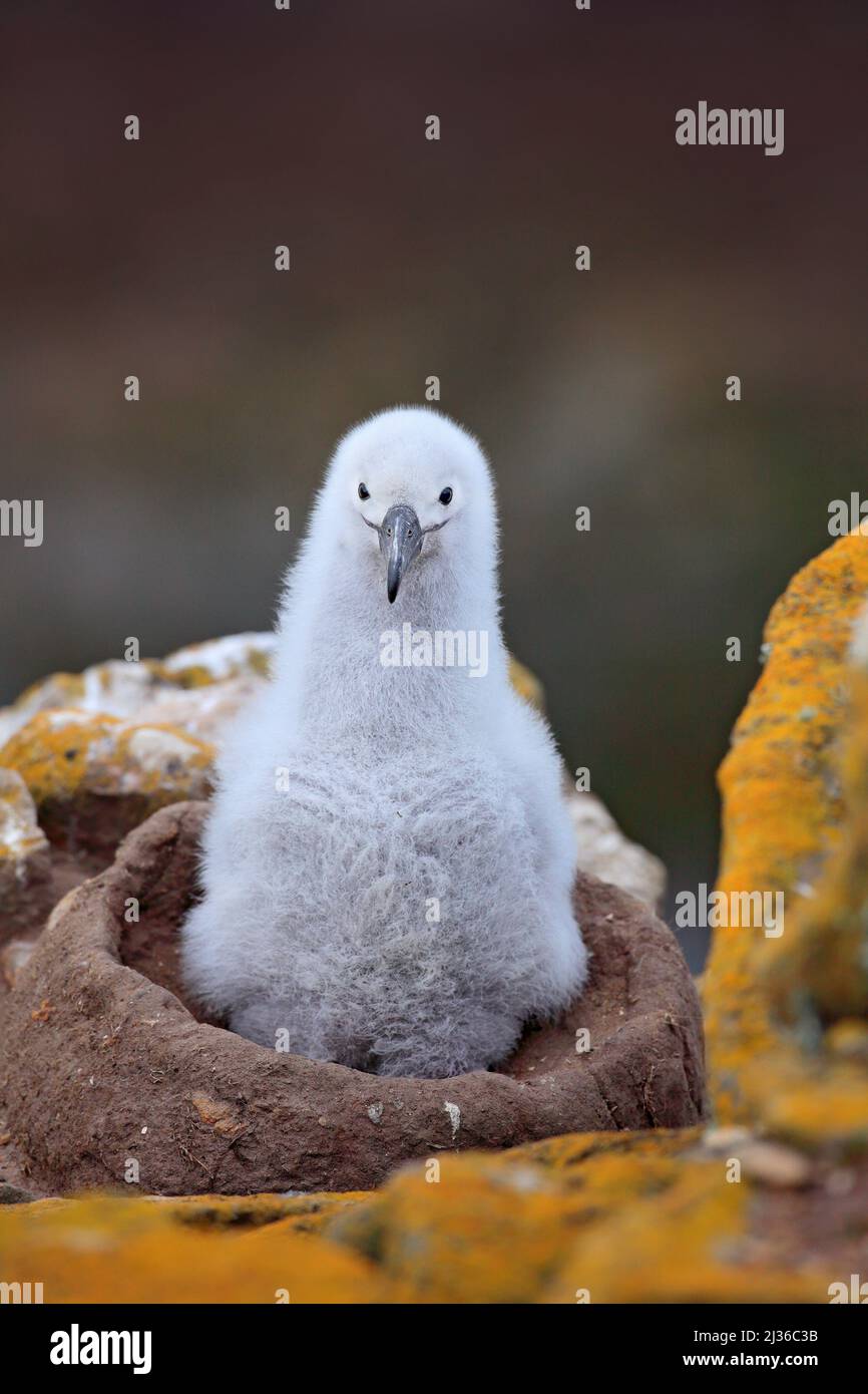 Nesting behaviour. Small albatross in nest. Cute baby of Black-browed ...