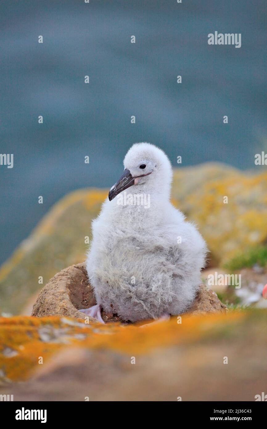 Small albatross in nest. Cute baby of Black-browed albatross ...