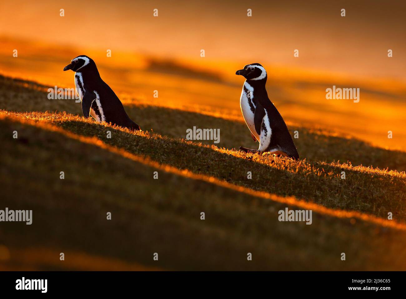 Evening light with penguins. Birds with orange sunset. Beautiful ...