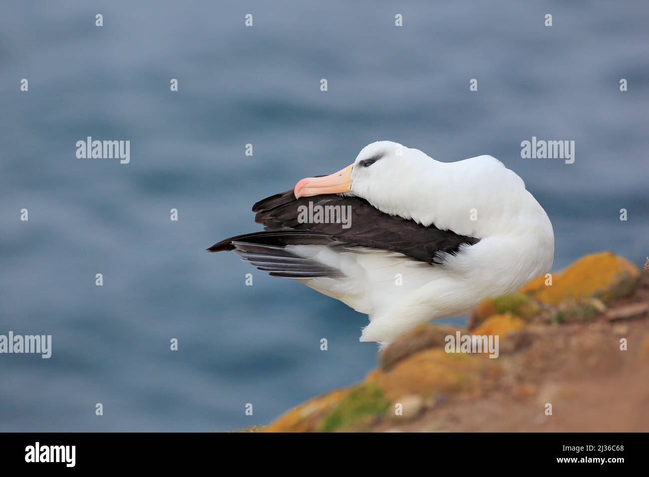Albatross sitting on the cliff. Albatross with green grass. Albatross ...