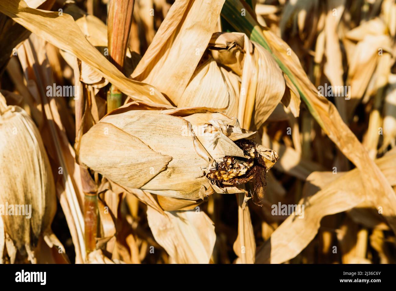 Dried out corn field in Germany, autumn sunny day, a blue sky Stock ...