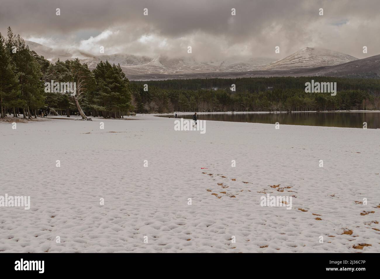 Loch Morlich beach in the Scottish highlands is snowfell after Scotland ...